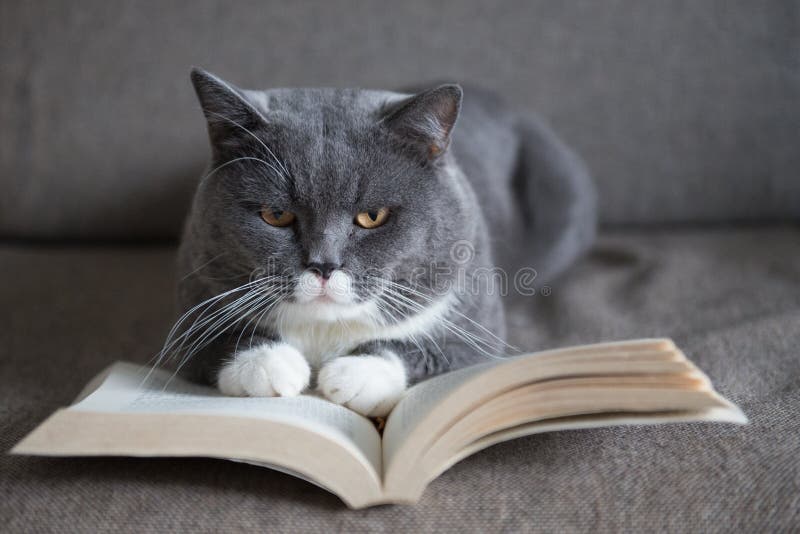 The Gray Cat is Reading a Book Stock Photo - Image of knowledge ...