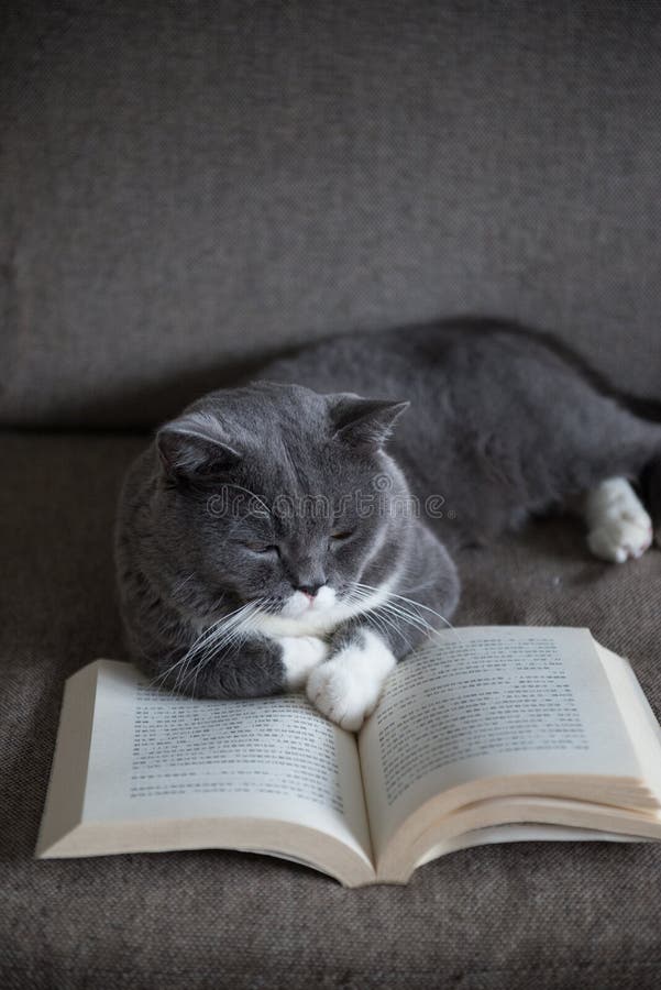 The Gray Cat is Reading a Book Stock Photo - Image of knowledge ...