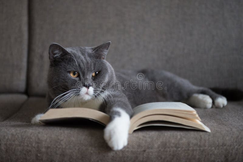 The Gray Cat is Reading a Book Stock Image - Image of interior ...