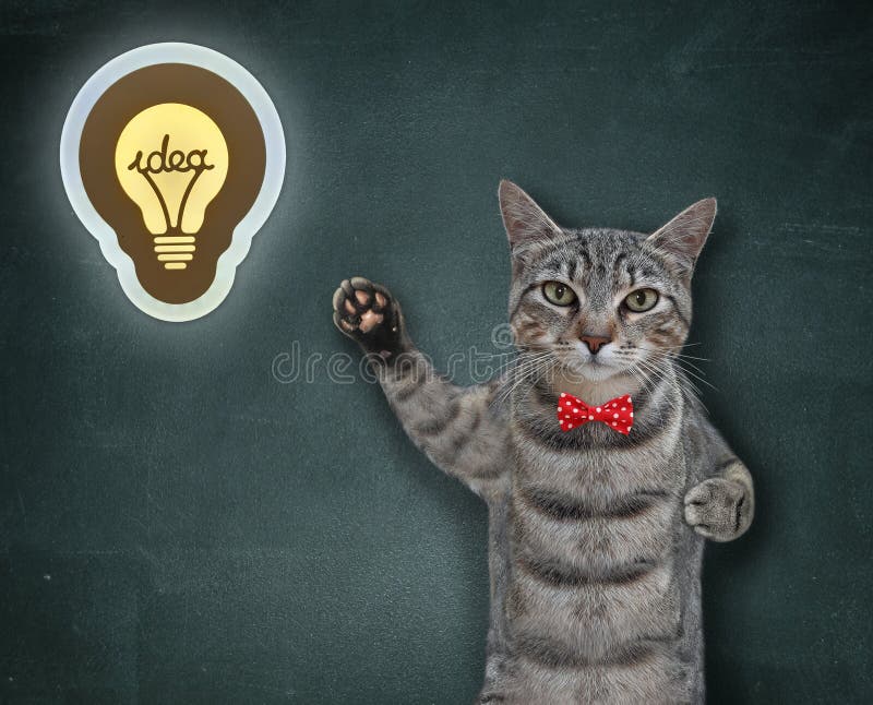 Cat Gray Points To Light Bulb Stock Photo - Image of creative, lesson ...