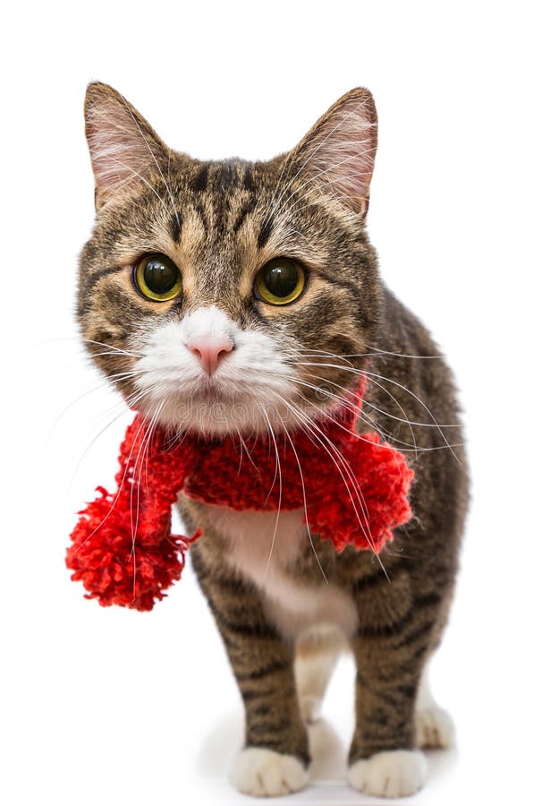 Big Gray Cat in a Red Scarf Stock Photo - Image of pretty, animal ...