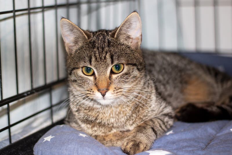 Gray Cat Resting on a Couch Closeup Stock Photo - Image of kitten, rest ...