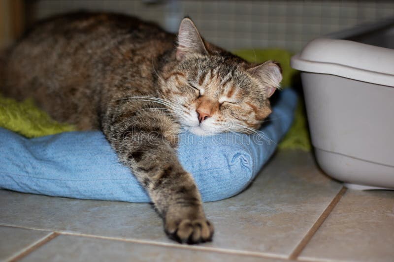 Gray Cat Resting on a Couch Closeup Stock Photo - Image of kitten ...