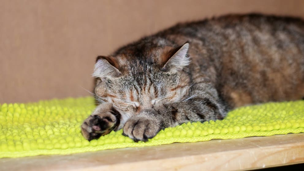 Gray Cat Resting on a Couch Closeup Stock Image - Image of adorable ...