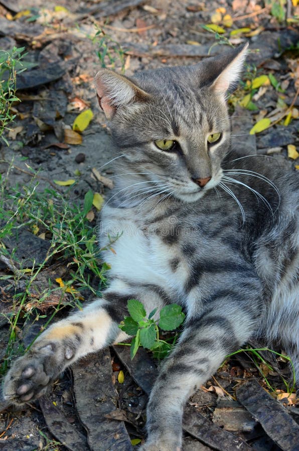 Gray Cat Resting in the Grass Stock Photo - Image of lawn, outdoors ...