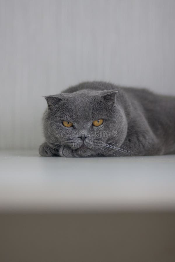 Gray Cat Resting on the Table. Brown-eyed Stock Photo - Image of rest ...