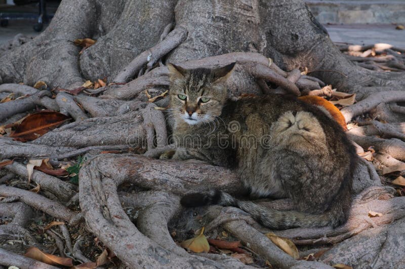 Gray Cat Resting in Tree Roots. Stock Image - Image of grey, soft ...