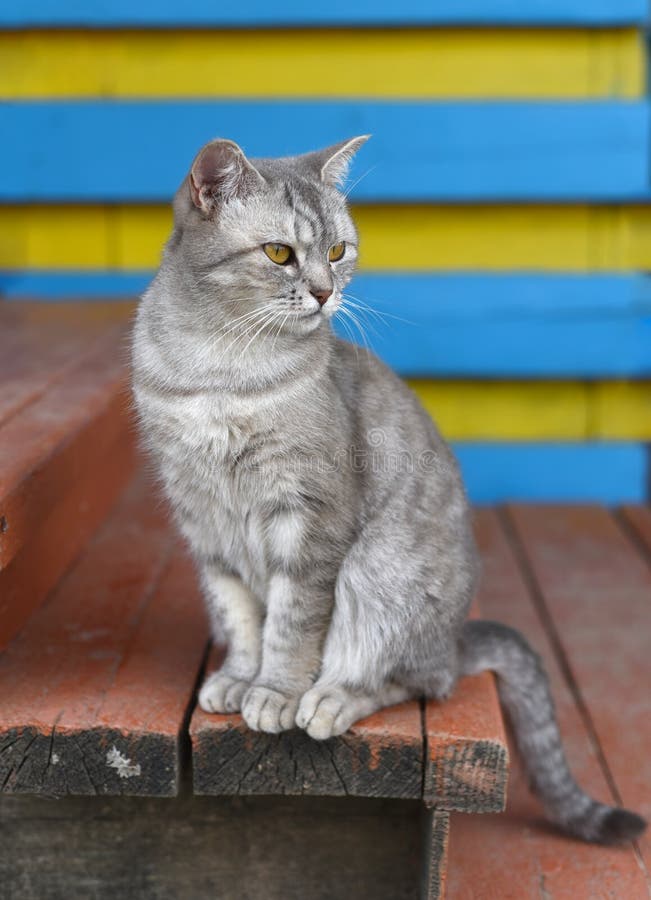 Gray Cat Resting on Wooden Steps Stock Photo - Image of mammal, nature ...