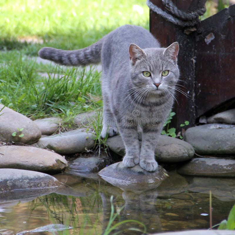 Gray cat on a rock stock image. Image of closeup, beautiful - 121983097