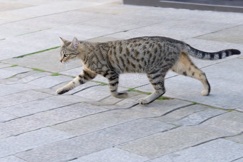 Gray Cat Running on the Street Stock Photo - Image of head, mammal ...