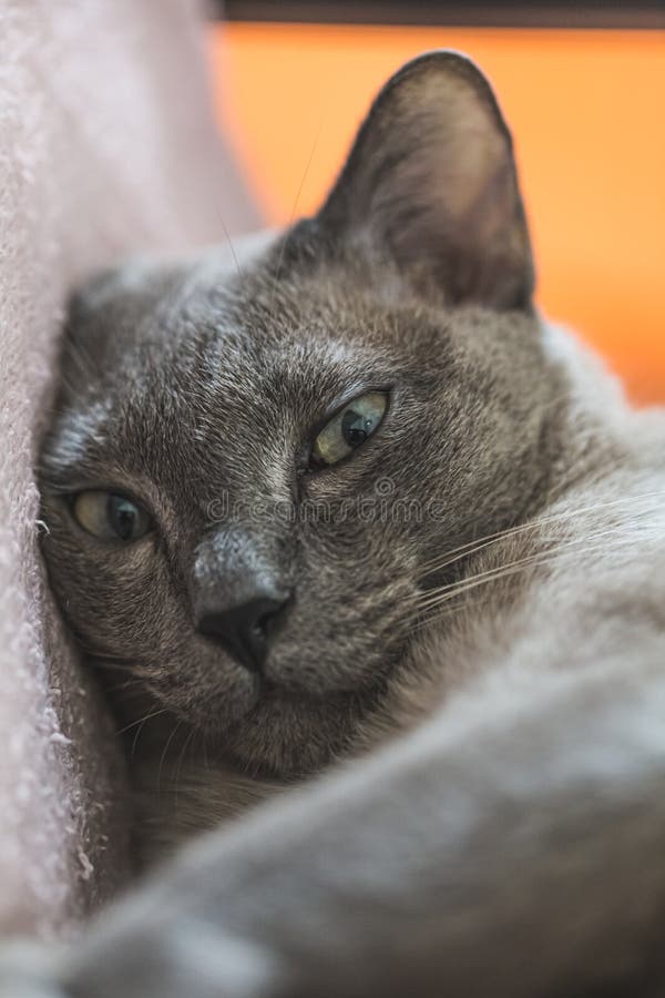 Cat`s nose and mouth stock photo. Image of face, domestic - 223775260