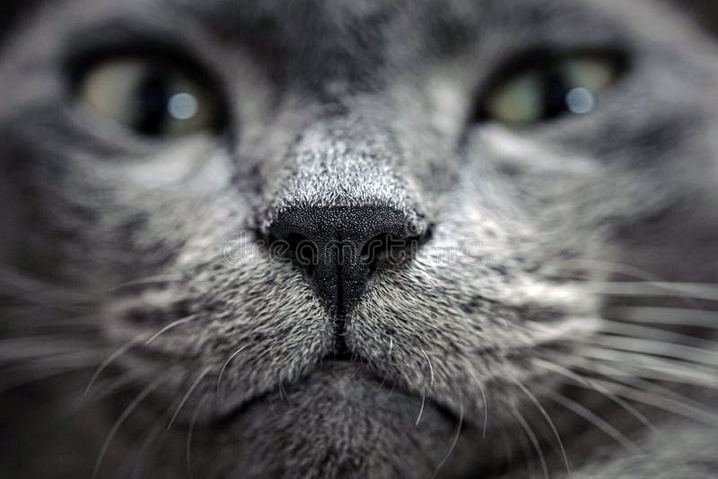 Cat`s nose and mouth stock photo. Image of mammal, closeup - 223775270