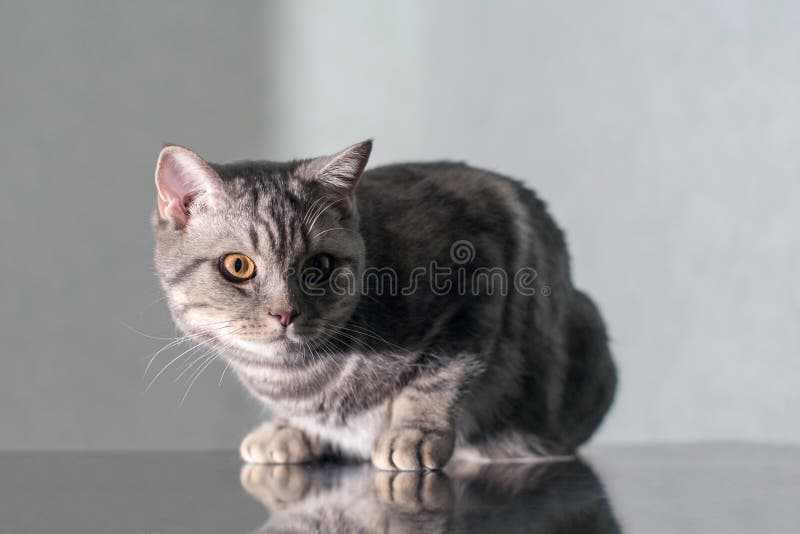 Gray Cat with Shadow on His Face Sitting by the Window at Dawn Stock ...