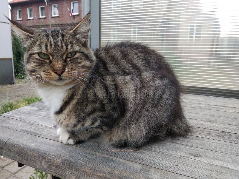 A Gray Cat with Sharp Ears and Sly Eyes. Stock Image - Image of bench ...