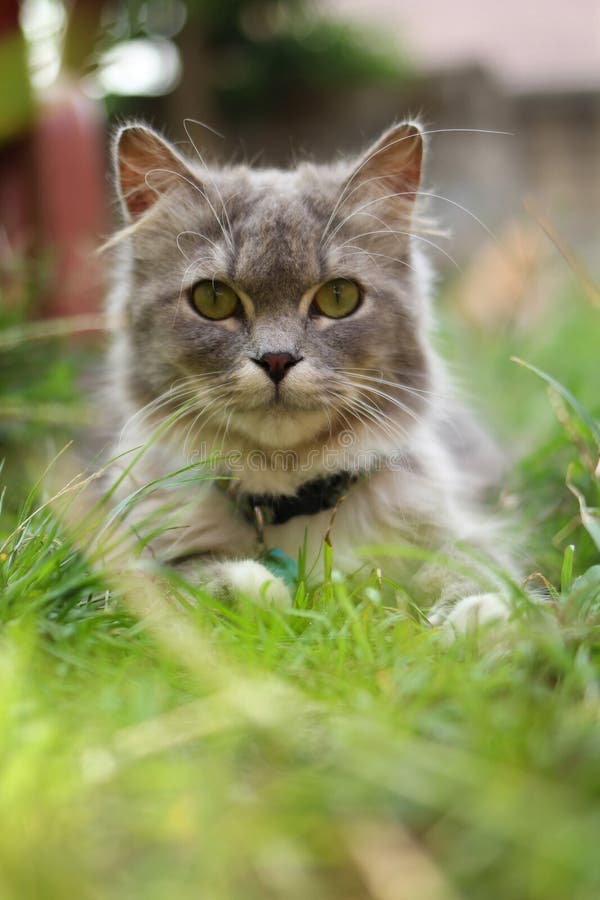 Gray cat sharp look stock photo. Image of whiskers, nature - 209588172