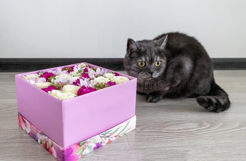 563 Cat Next To Box Stock Photos - Free & Royalty-Free Stock Photos ...