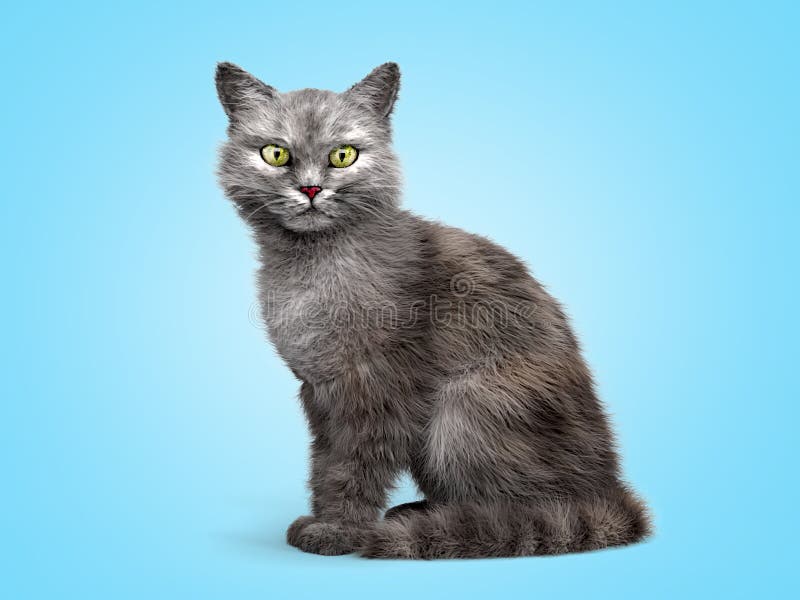 Gray Cat Sits and Looks at the Camera 3d Render on a Blue Gradient ...