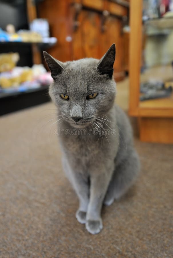 Gray cat sitting stock image. Image of pussycat, face - 9428767