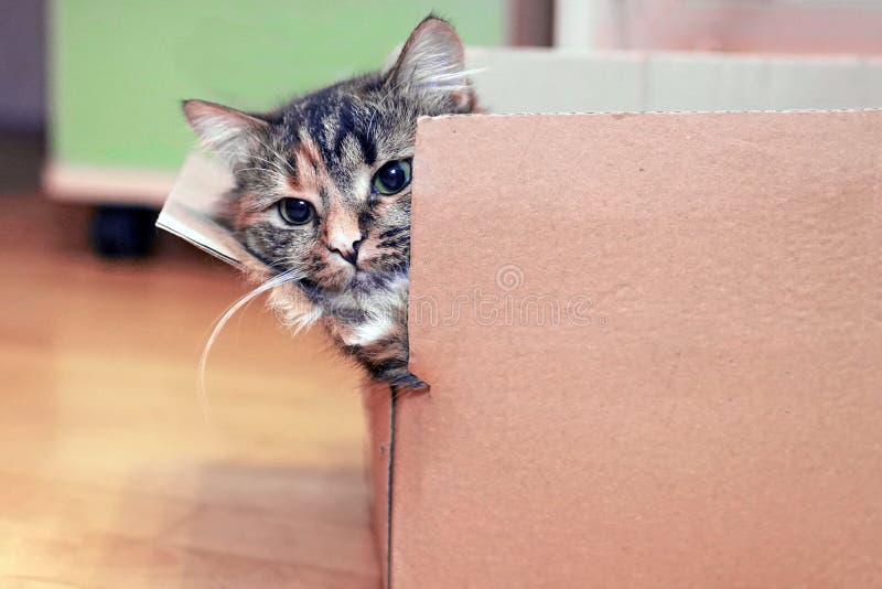 Gray Cat Sitting in a Cardboard Box. Head, Yeas of Cat Stock Image ...