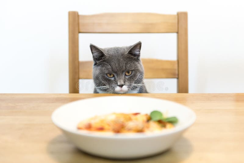 Yellow and White Cat Peeking on the Table Stock Image - Image of hungry ...