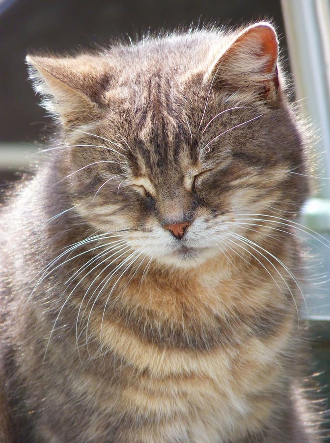 Gray Cat Sleeping in the Afternoon Under the Sun Stock Photo - Image of ...