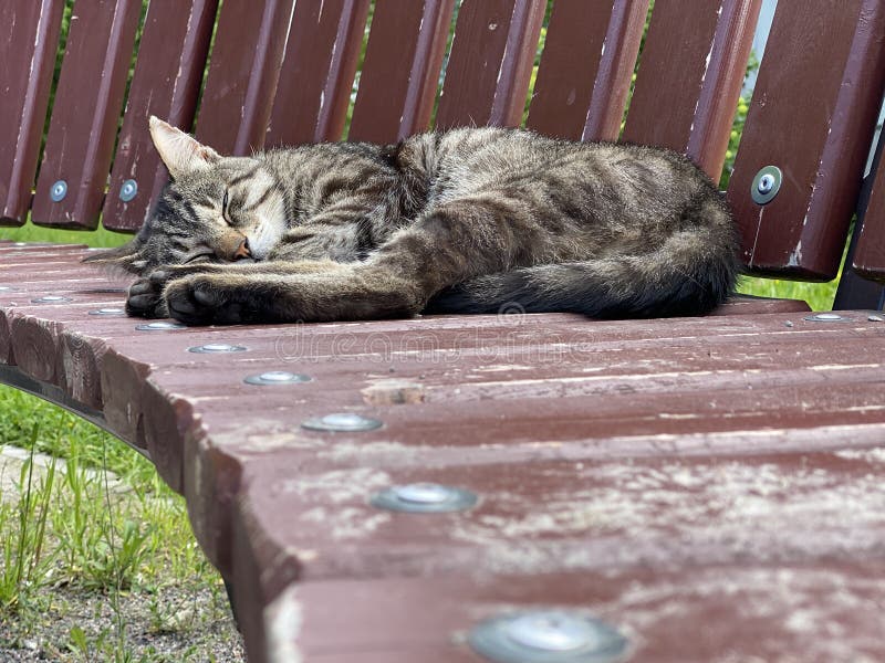 Gray Cat Sleeping on a Bench in the Park Stock Photo - Image of green ...
