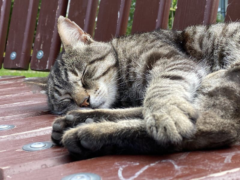 Gray Cat Sleeping on a Bench in the Park Stock Photo - Image of ...