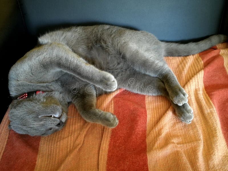 Cat Sleeping in a Funny Pose on the Couch Stock Photo - Image of ...