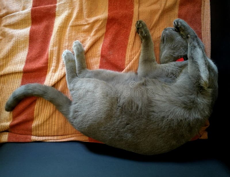 Cat Sleeping in a Funny Pose on the Couch Stock Image - Image of gray ...