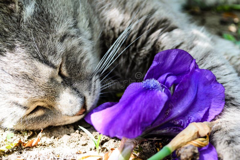 Gray cat sleeping stock photo. Image of face, feline - 224009384