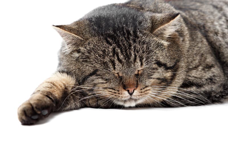 Gray Cat Sleeping on a White Background. Isolated. Stock Photo - Image ...