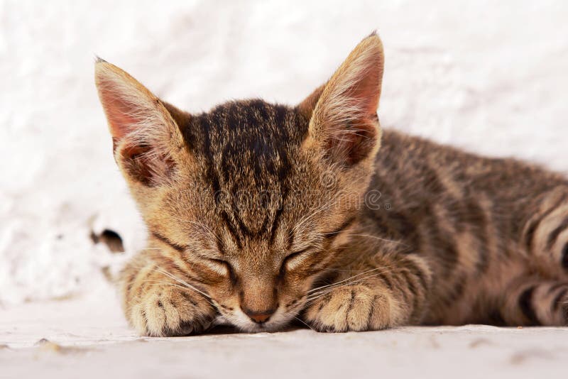 Gray cat stock image. Image of island, greece, mustache - 33838439