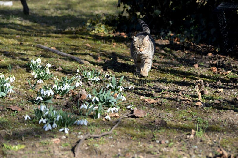 Gray Cat Snowdrop Flowers Stock Photos - Free & Royalty-Free Stock ...