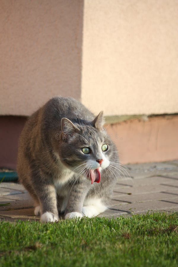 Gray Cat Spitting at the Grass Stock Image - Image of cute, vomit: 36522379