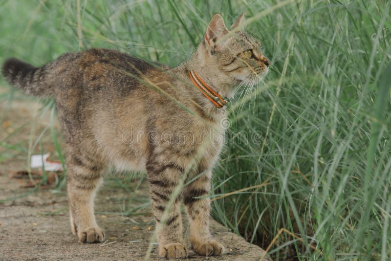 Gray Cat Standing Looking at Something Stock Image - Image of furry ...