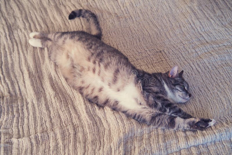 Grey Cat Stretched Out on the Bed Lying on Its Back, Green Eyes Stock ...