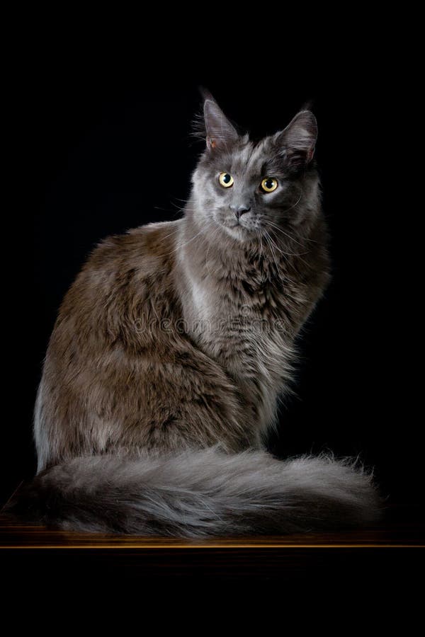 Gray cat studio photo stock photo. Image of beckoning - 60221384