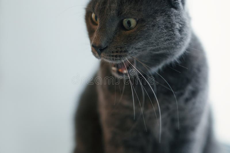 Gray cat surprised face stock photo. Image of face, beautiful - 50184820
