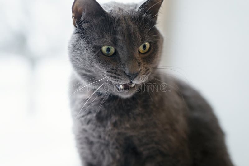 Gray cat surprised face stock photo. Image of british - 50772232