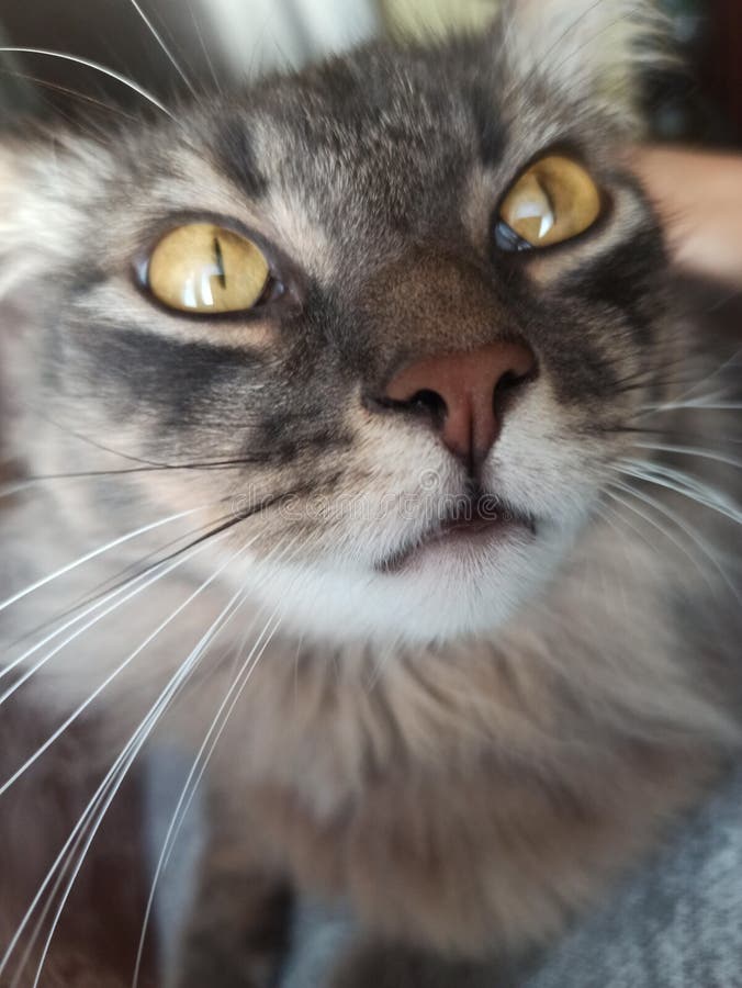 Gray cat Tom looks stock image. Image of snout, skin - 259725833