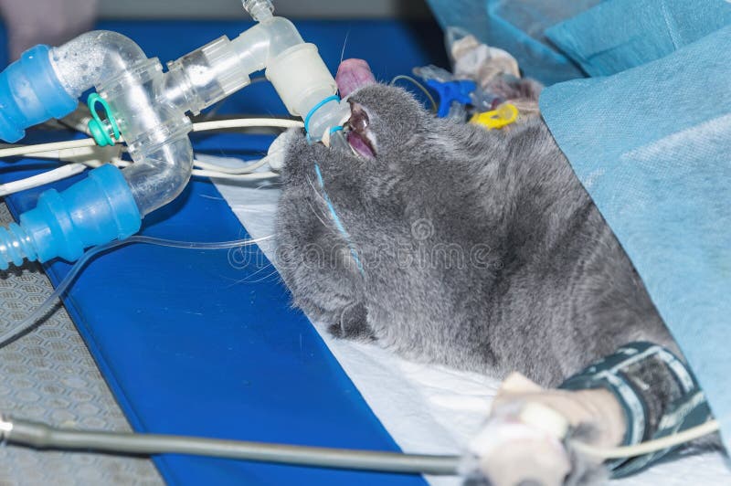 Gray Cat Under Anesthesia. the Animal is Connected To Device of ...