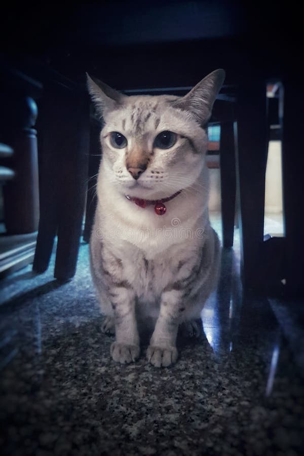 Gray Cat under table stock photo. Image of kitten, kitty - 161540194