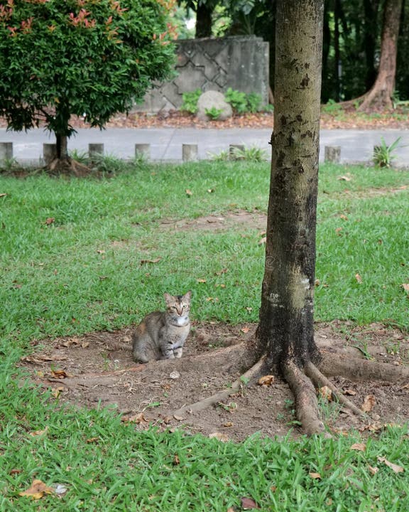 A gray cat under the tree stock image. Image of kitten - 280998721