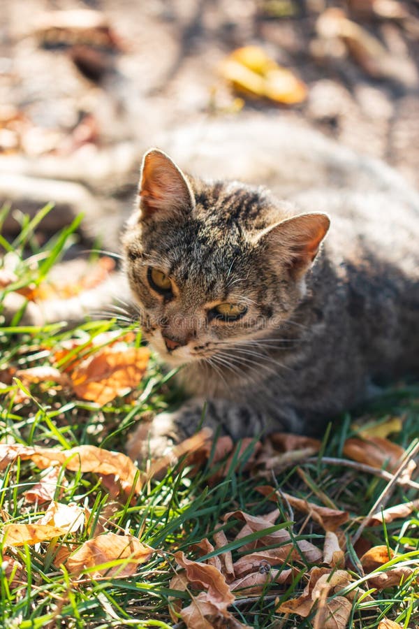 Gray Cat Walking Running on the Ground Stock Image - Image of grass ...