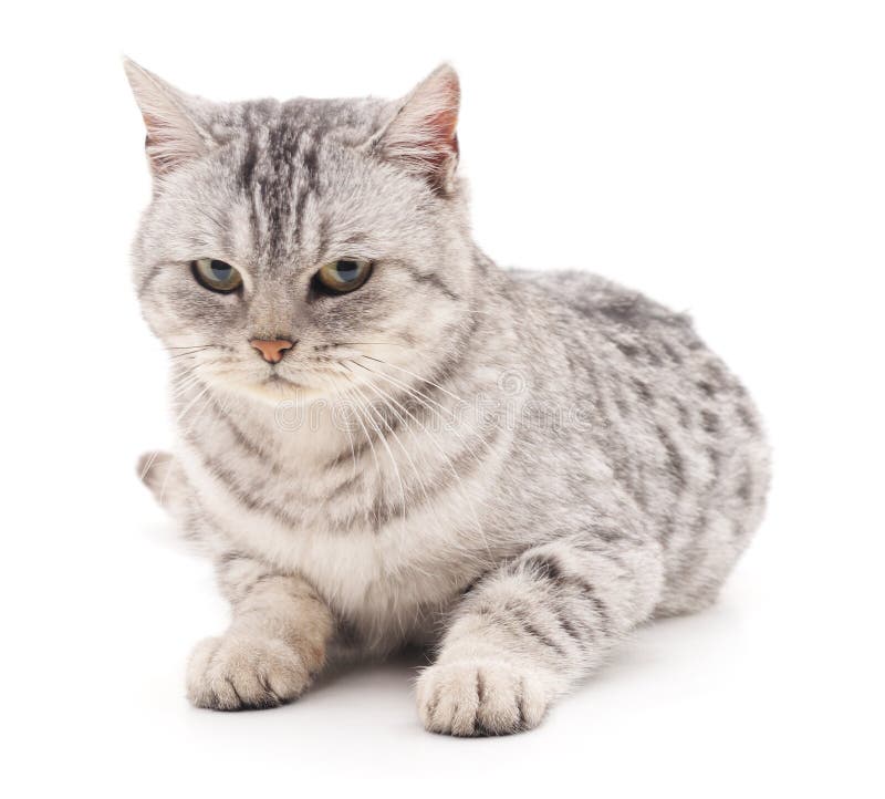 Gray cat. stock photo. Image of portrait, looking, tail - 89807330