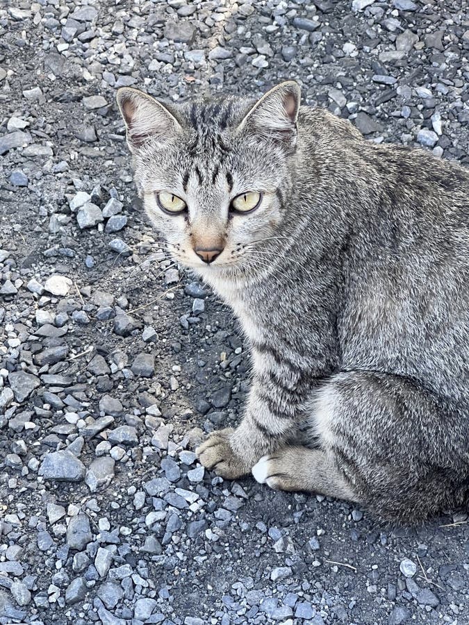 Gray Cat with White Spots and Blue Eyes Stock Image - Image of ...