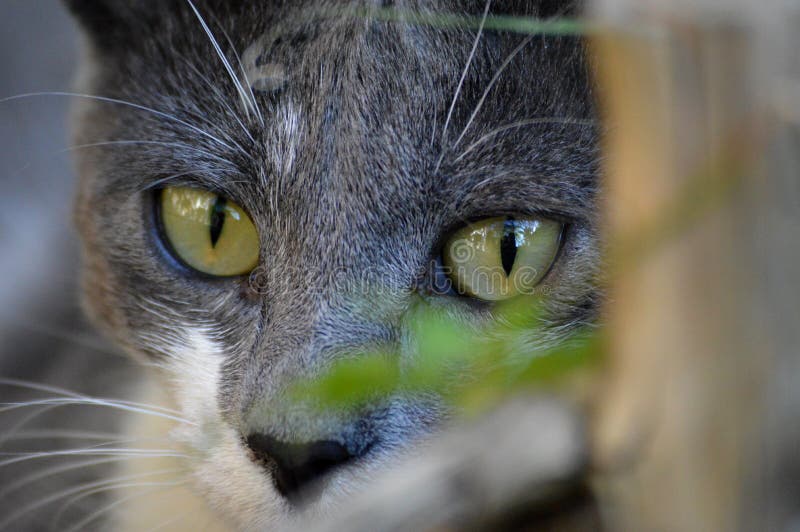 Gray cat with yellow eyes stock photo. Image of nature - 264266016