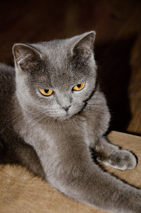 Cute Cat Gray with Yellow Eyes Close-up Stock Photo - Image of furry ...