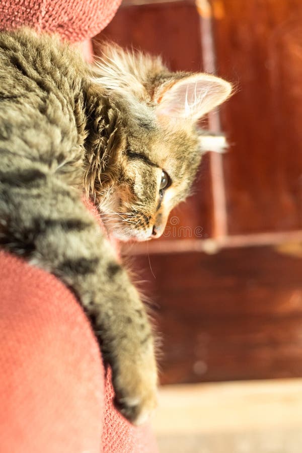 Gray cat stock photo. Image of fluffy, lovable, grey - 269743108