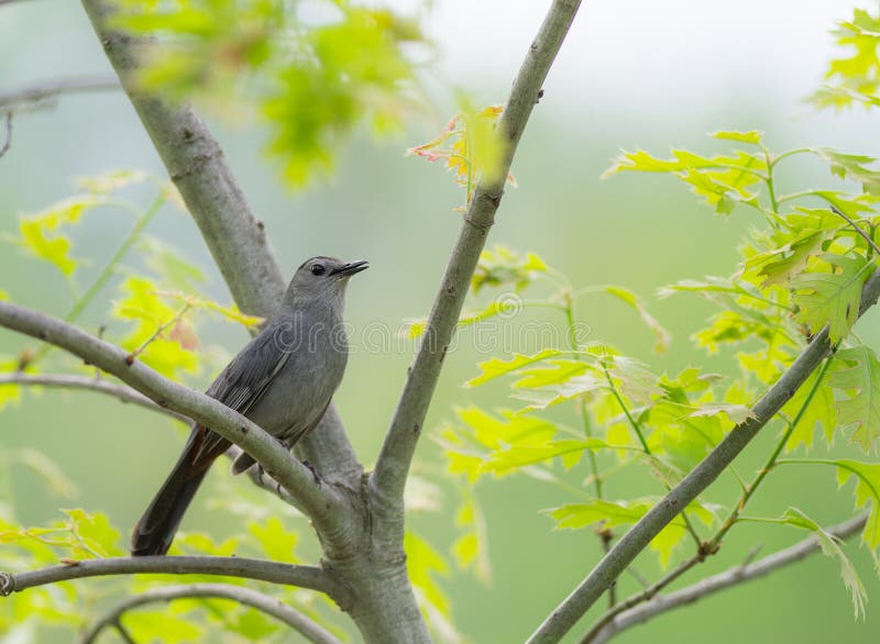 Bush Key Bird Migration Stock Photos - Free & Royalty-Free Stock Photos ...